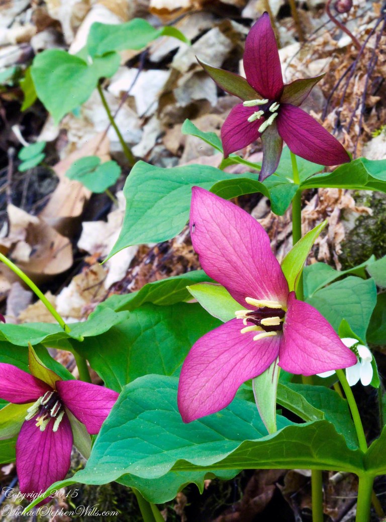 Discovering Trillium Species: Beauty in Diversity – Michael Stephen ...
