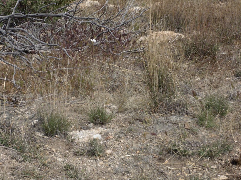 Understanding the Sego Lily: Calochortus nuttallii – Michael Stephen ...