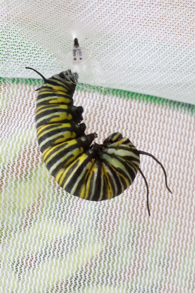 Monarch Butterfly Life Cycle: Egg to Adult (Danaus plexippus) with ...
