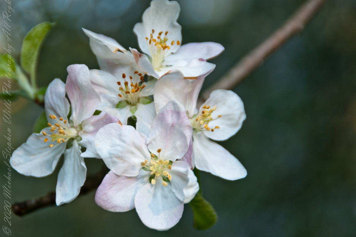 Spring Ritual – Michael Stephen Wills Photography