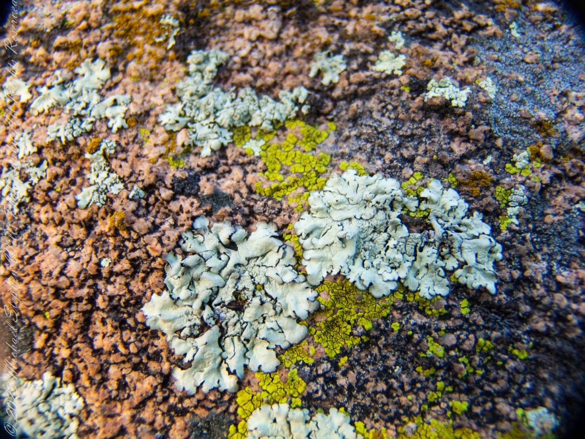Lichens: Symbiosis Set on Stone – Michael Stephen Wills Photography