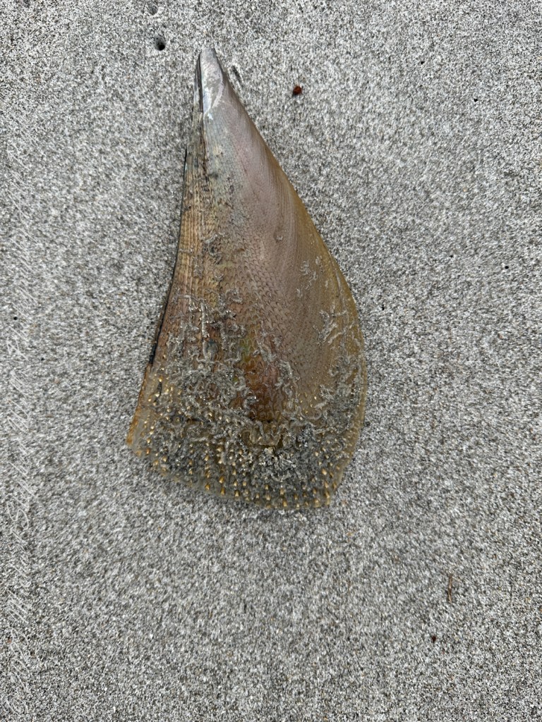 A Complete Atrina rigida found on Cocoa Beach – Michael Stephen Wills ...