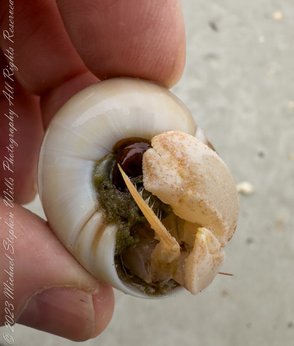 Beachcombing on Cocoa Beach: A Moon Snail Encounter – Michael Stephen ...