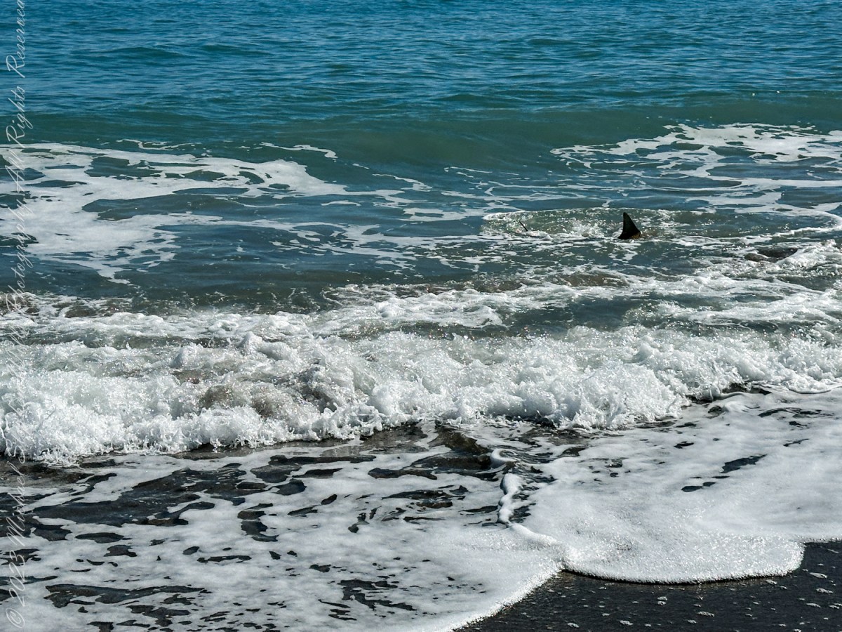 Close Encounters at Cocoa Beach – Michael Stephen Wills Photography