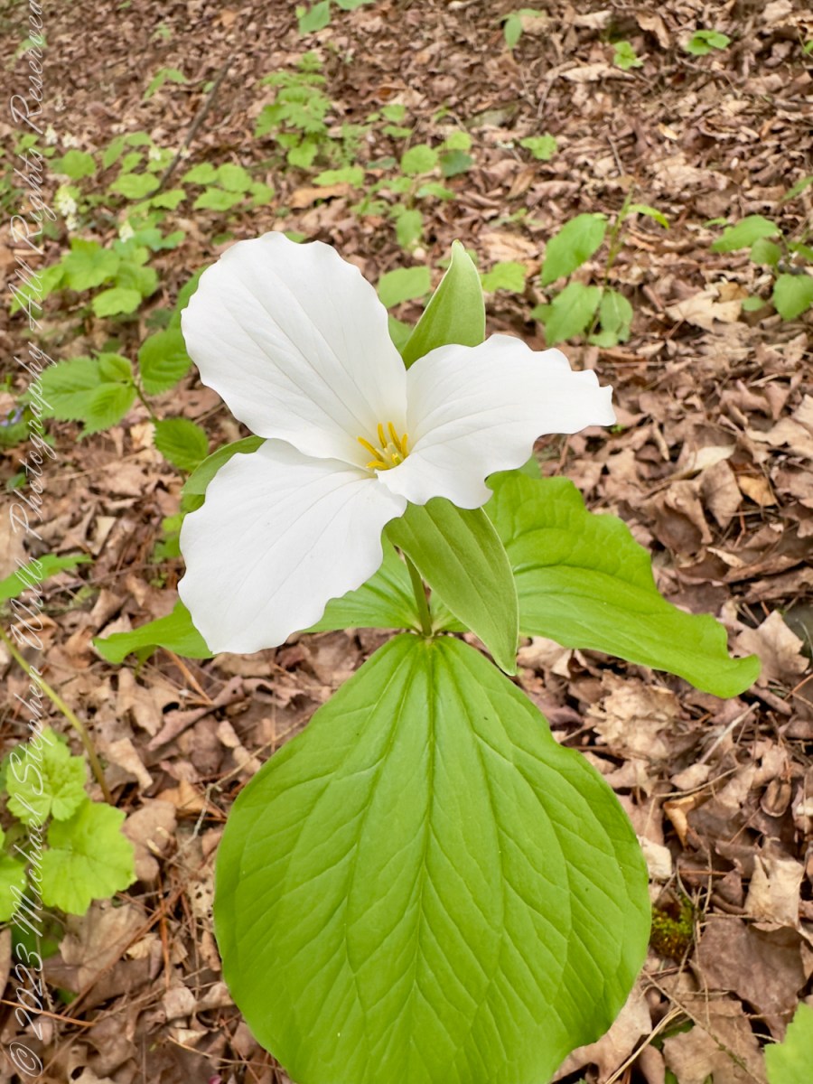 Trillium: A Springtime Encounter – Michael Stephen Wills Photography