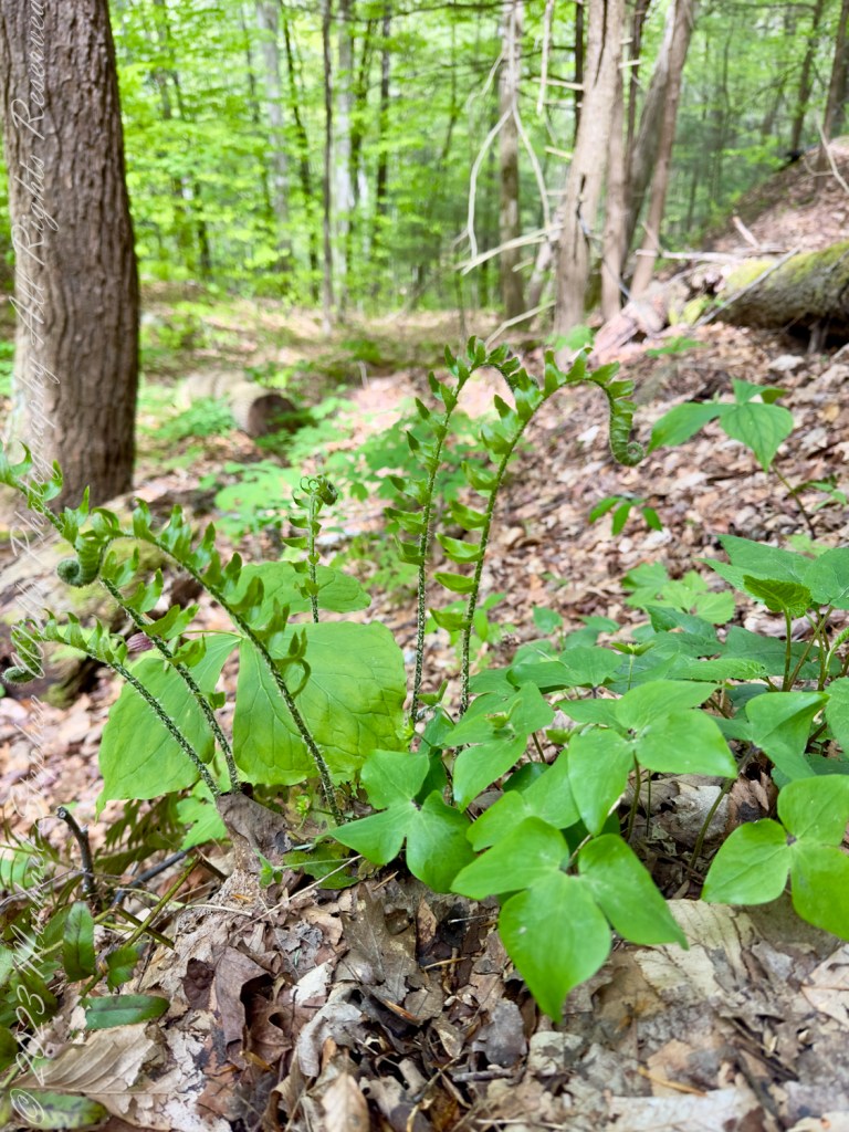 Forest Gems – The Natural History and Lore of Hepatica – Michael ...