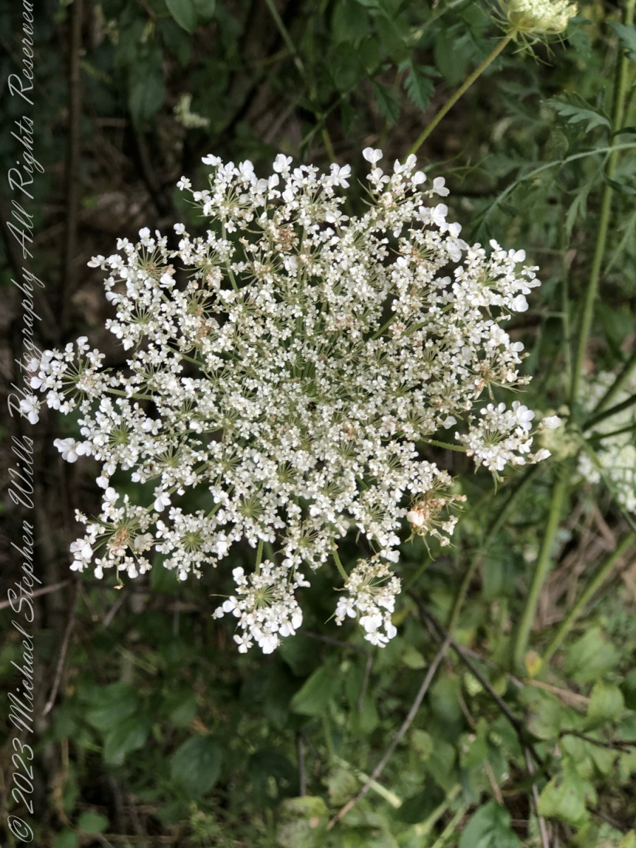 Queen Anne’s Legacy: A Wildflower’s Role in the Finger Lakes Ecosystem ...