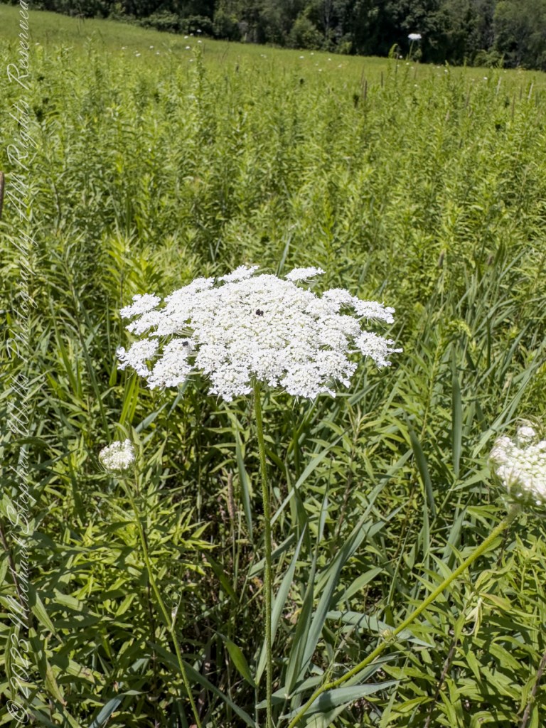 Queen Anne’s Legacy: A Wildflower’s Role in the Finger Lakes Ecosystem ...