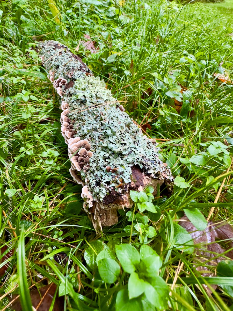 Exploring Autumn’s Beauty on the Finger Lakes Trail – Michael Stephen ...