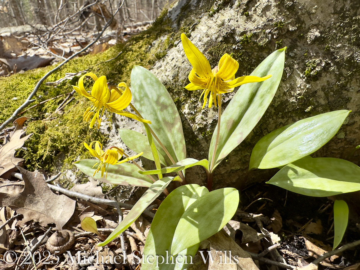 Among the Trout Lilies in Sapsucker Woods – Michael Stephen Wills ...