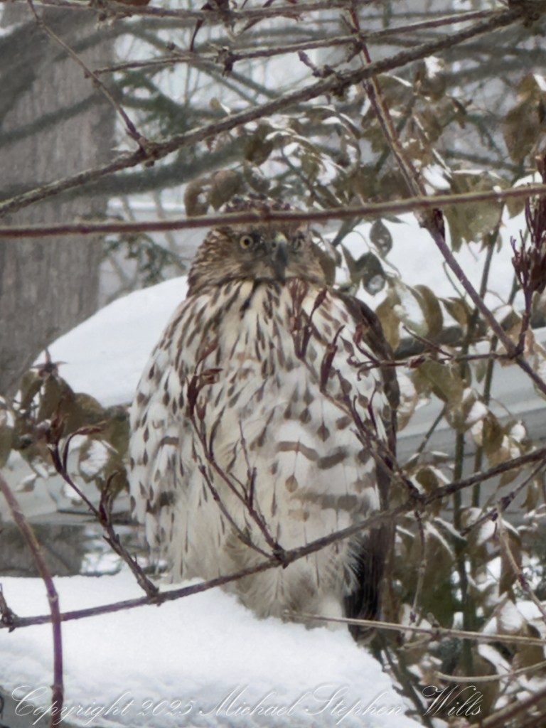Juvenile Cooper’s Hawk at a Winter Feeder: A Backyard Predator in the ...